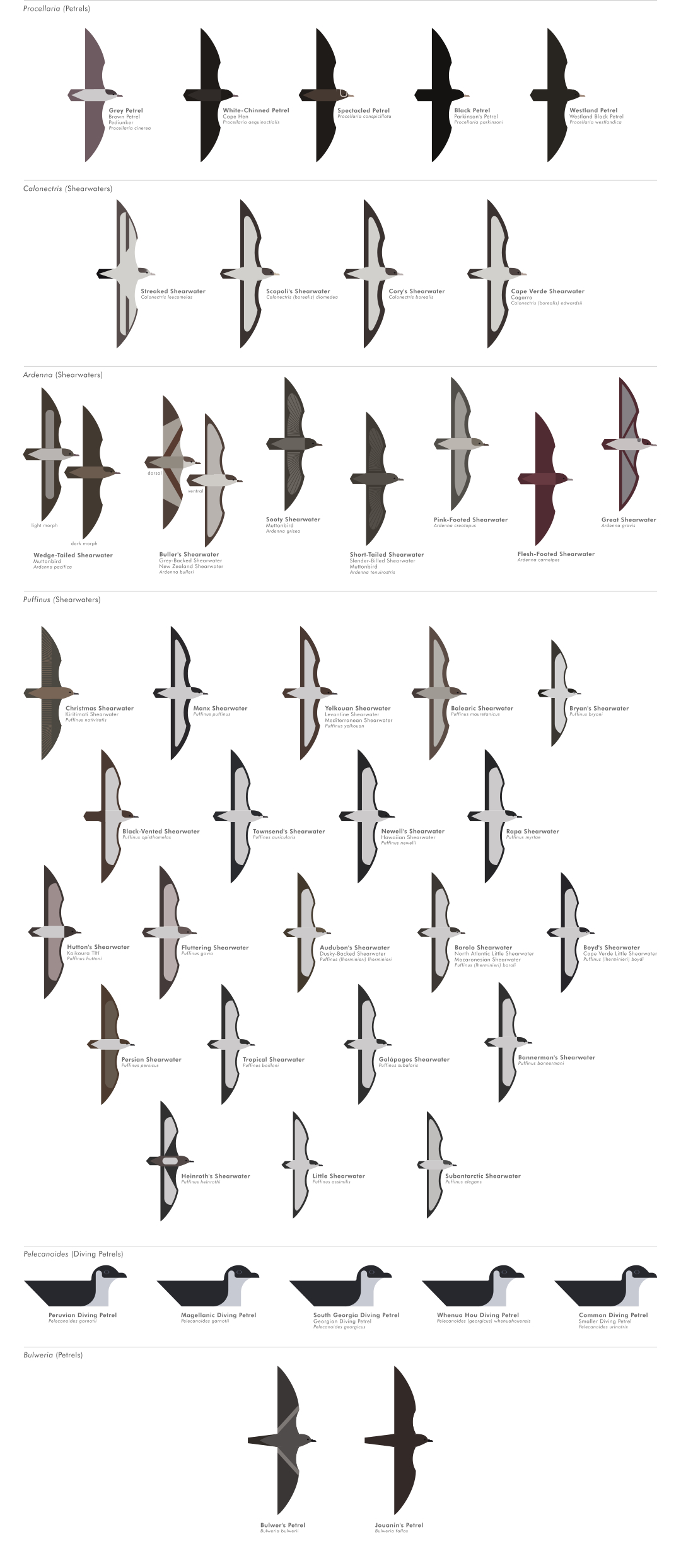 scott partridge - ave - avian vector encyclopedia - petrels ...