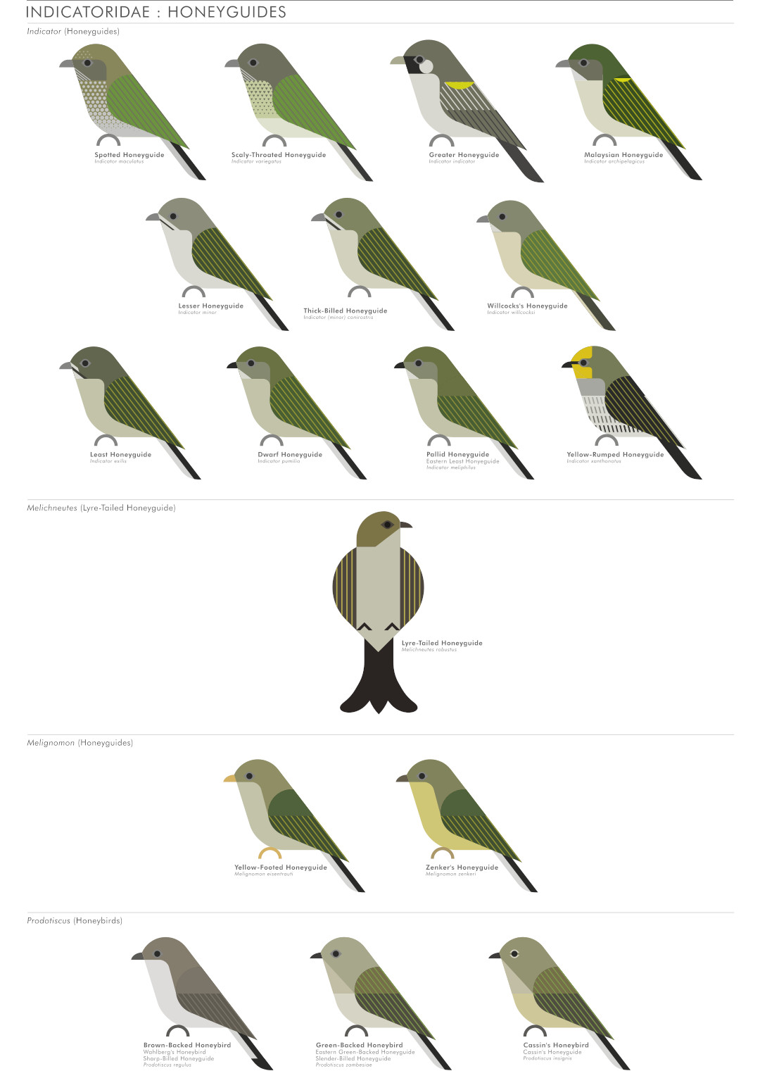 scott partridge - ave - avian vector encyclopedia - honeyguides ...