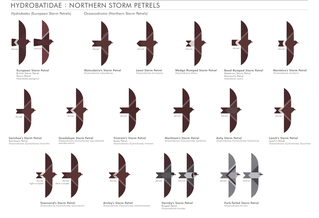 scott partridge - ave - avian vector encyclopedia - storm petrels ...